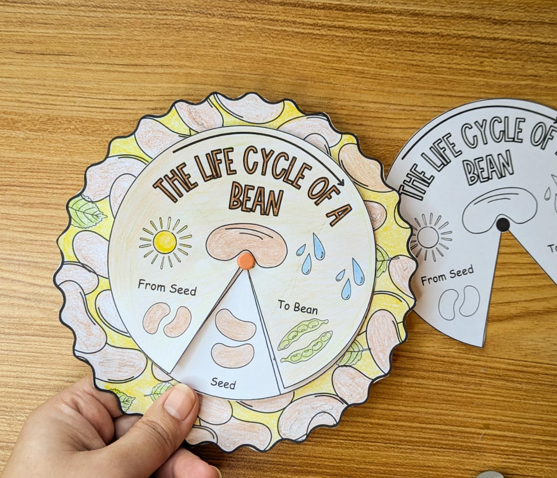 Life Cycle of a Bean Plant Spinner Wheel, Sequence Activity for ...