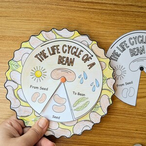 Life Cycle of a Bean Plant Spinner Wheel, Sequence Activity for ...