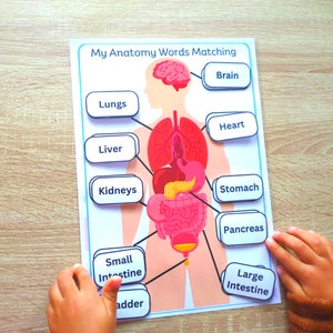 Human Anatomy Busy Book Page for Toddlers, Preschool Learning Toddler ...
