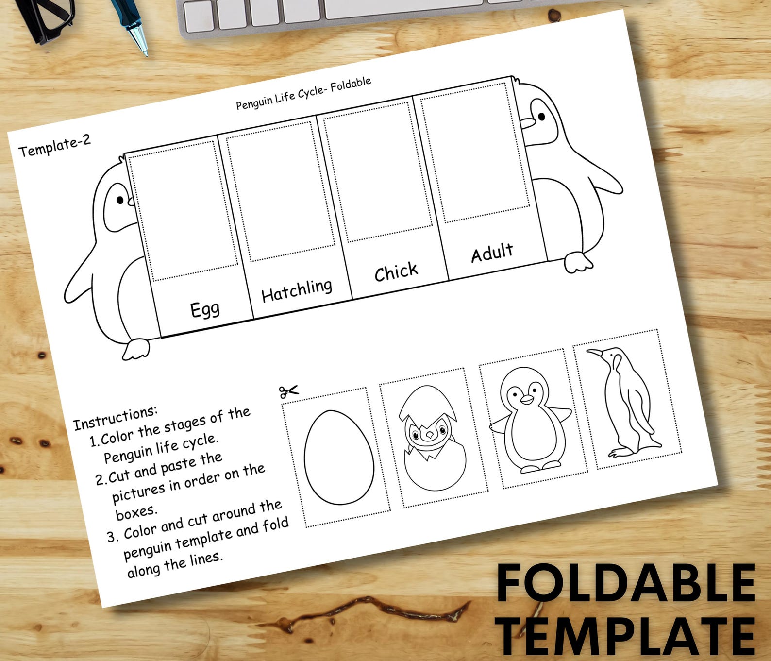 Penguin Life Cycle Foldable Activity, Sequencing With Picture Cards ...