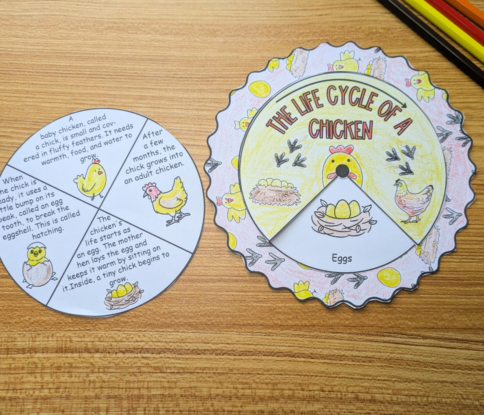 Life Cycle of a Chicken Wheel, Homeschool Science Unit Study ...