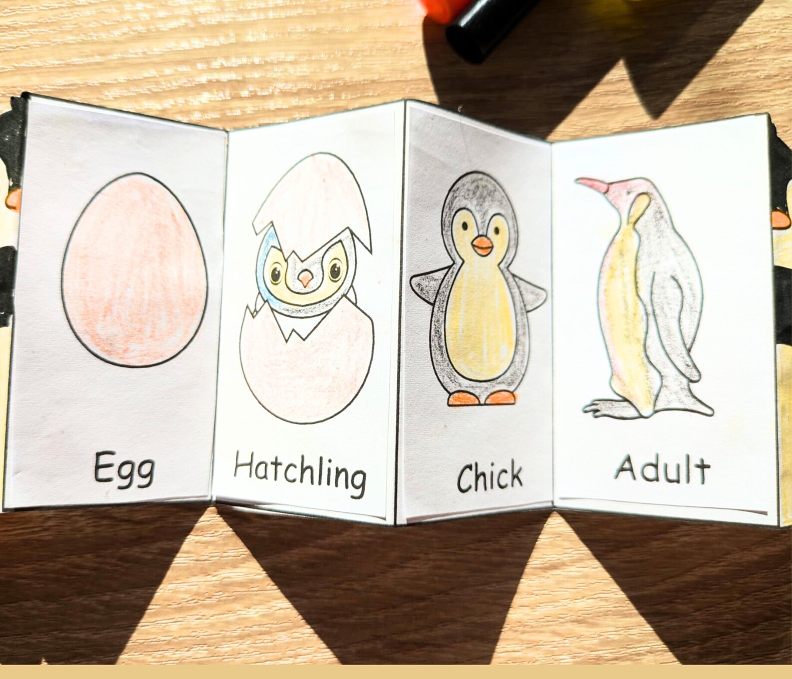 Penguin Life Cycle Foldable Activity, Sequencing With Picture Cards ...