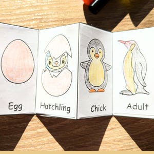 Penguin Life Cycle Foldable Activity, Sequencing With Picture Cards ...