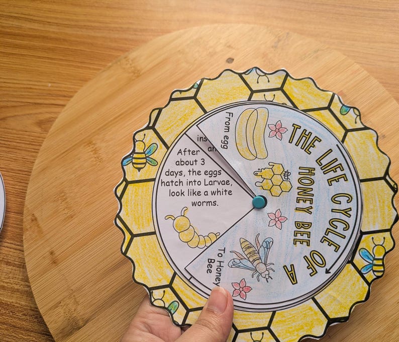 Life Cycle of a Honey Bee Wheel, Homeschool Science Unit Study ...