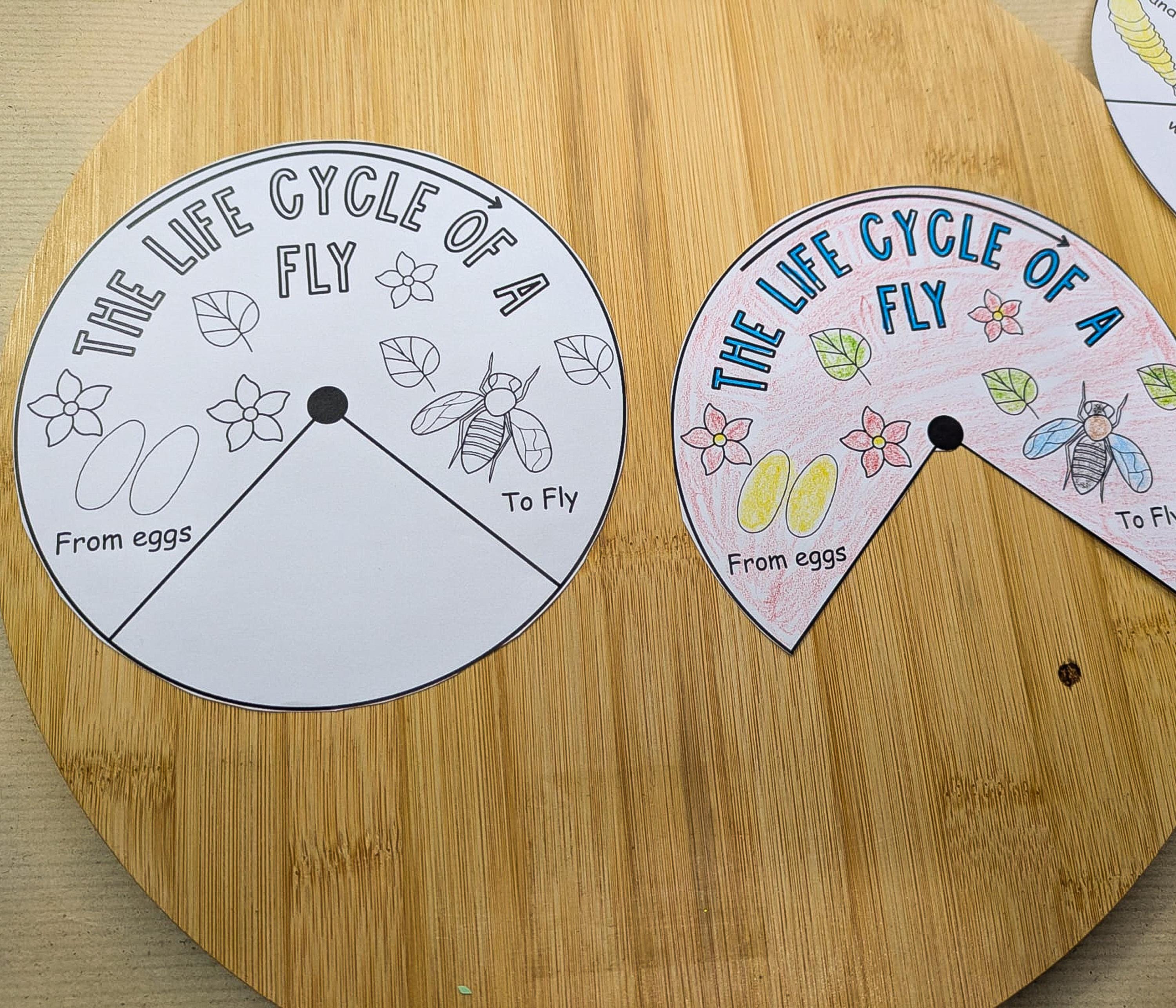 Life Cycle of a Fly Spinner Wheel, Homeschool Science Unit Activity ...