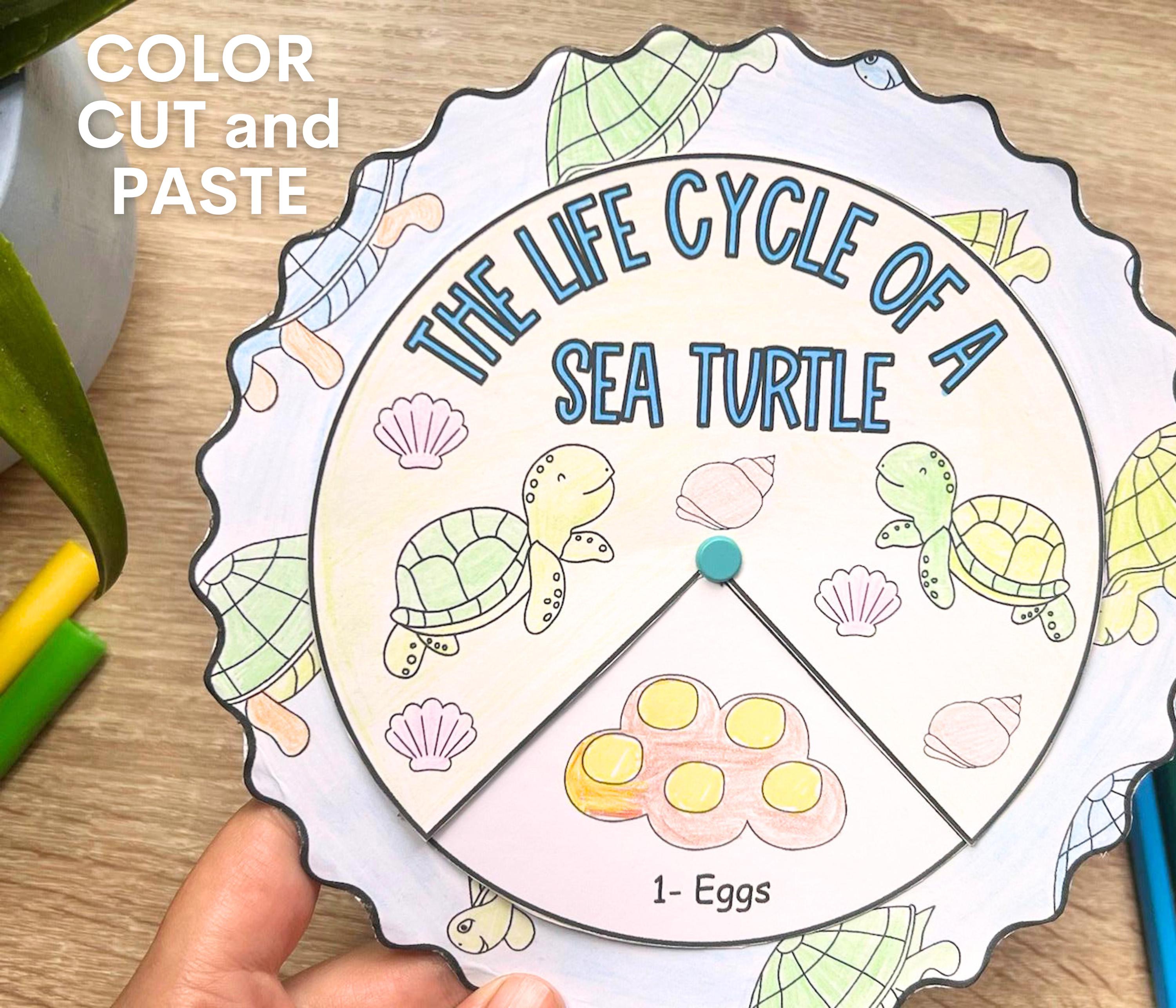 Life Cycle of a Sea Turtle Wheel, Homeschool Science Unit Activity ...