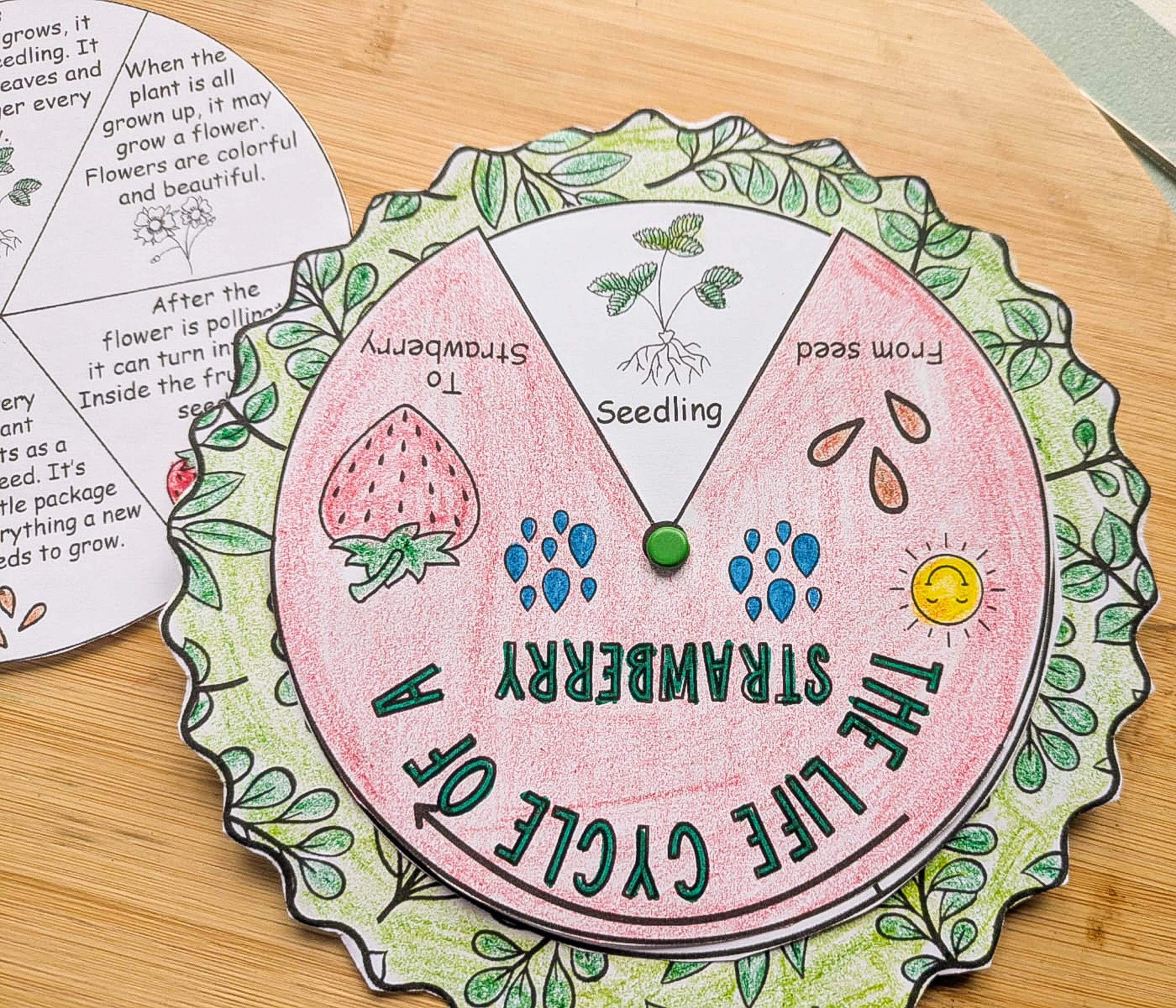 Life Cycle of a Strawberry, Homeschool Science Plant Unit Activity ...