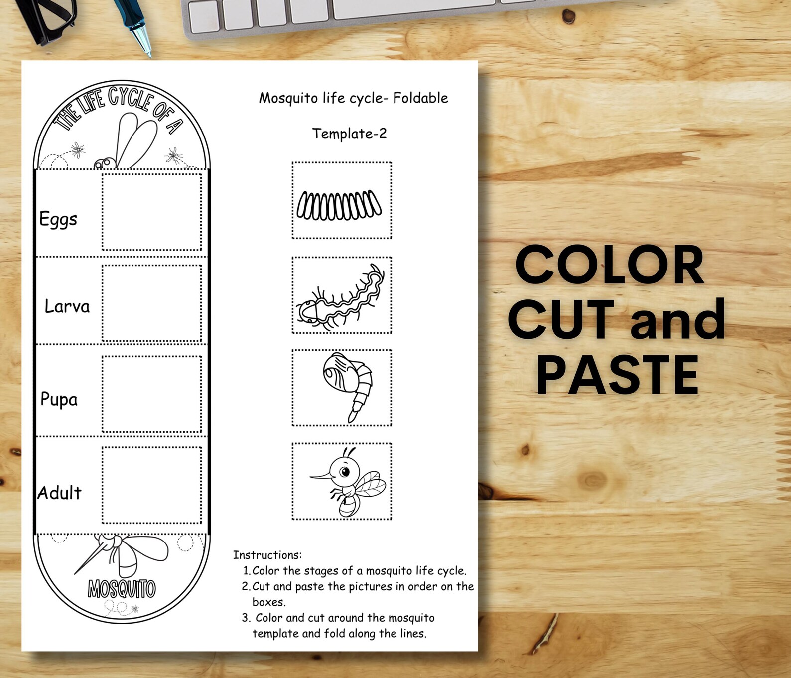 Life Cycle of a Mosquito Foldable Activity, Homeschool Science Unit ...