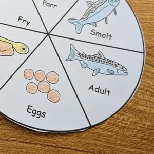 Life Cycle of a Salmon, Homeschool Science Unit Activity, Sequencing ...