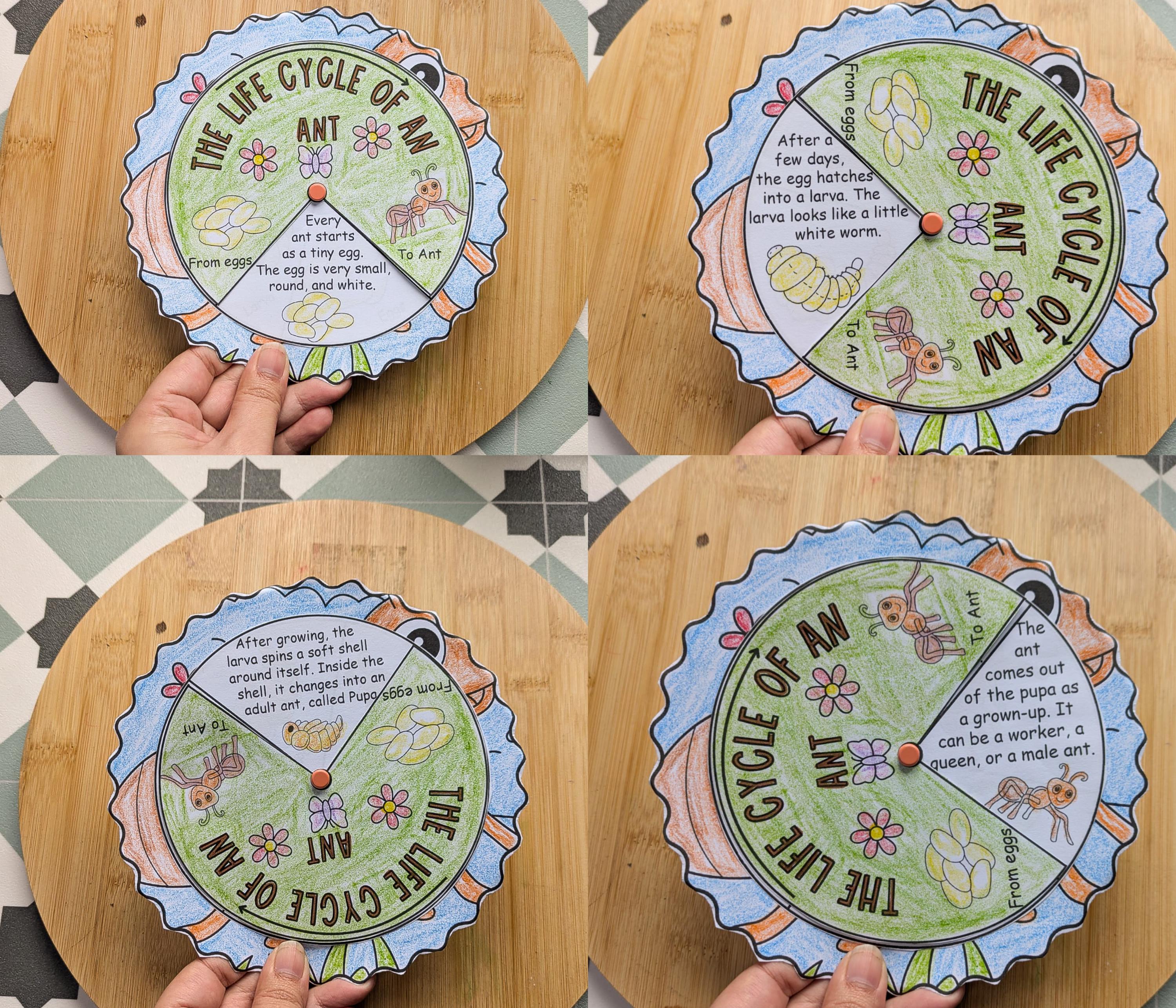 Life Cycle of an Ant, Homeschool Science Curriculum, Kindergarten Unit ...