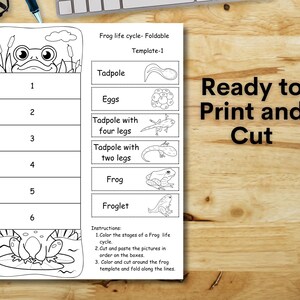 Frog Life Cycle Foldable Activity, Homeschool Science Unit Activity ...
