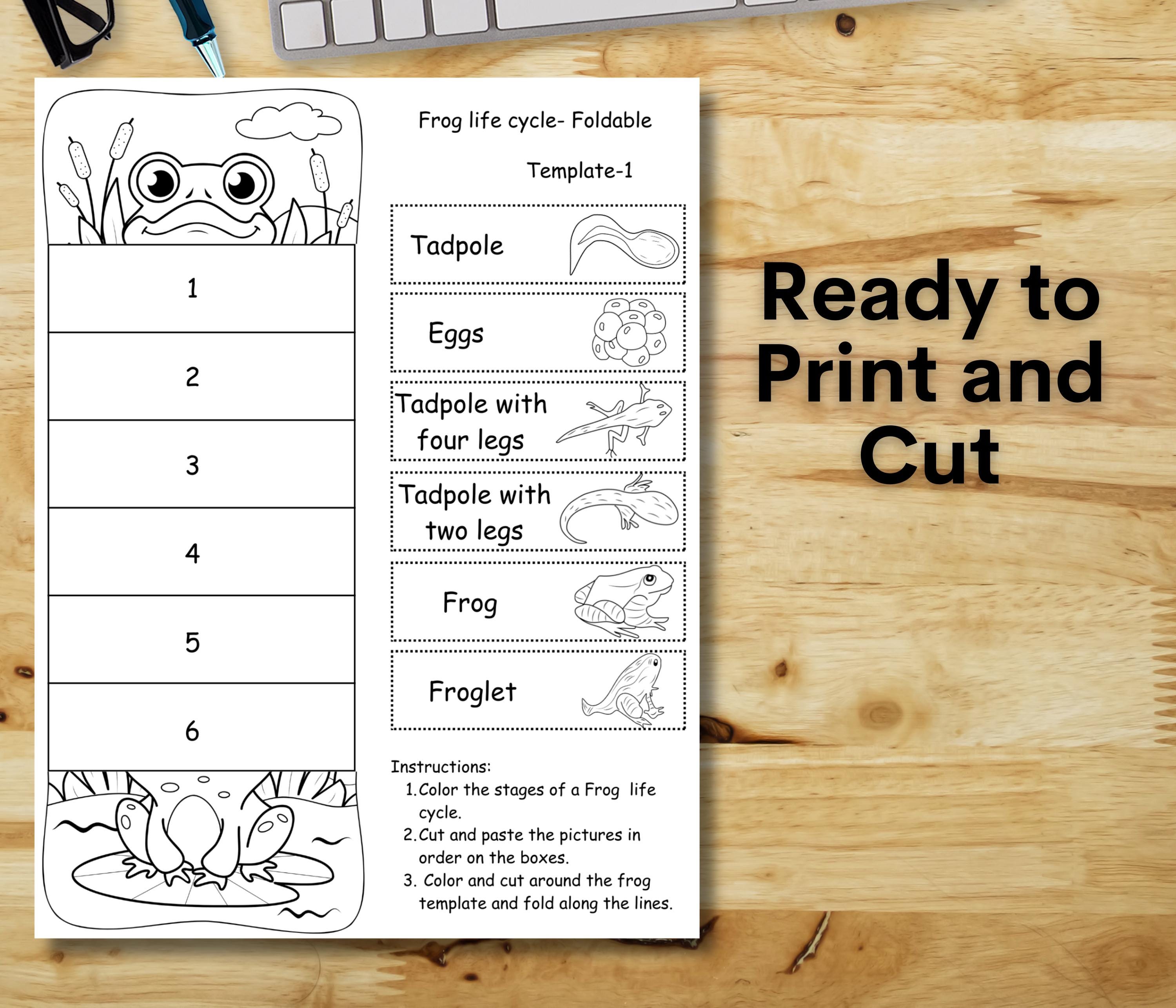 Frog Life Cycle Foldable Activity, Homeschool Science Unit Activity ...