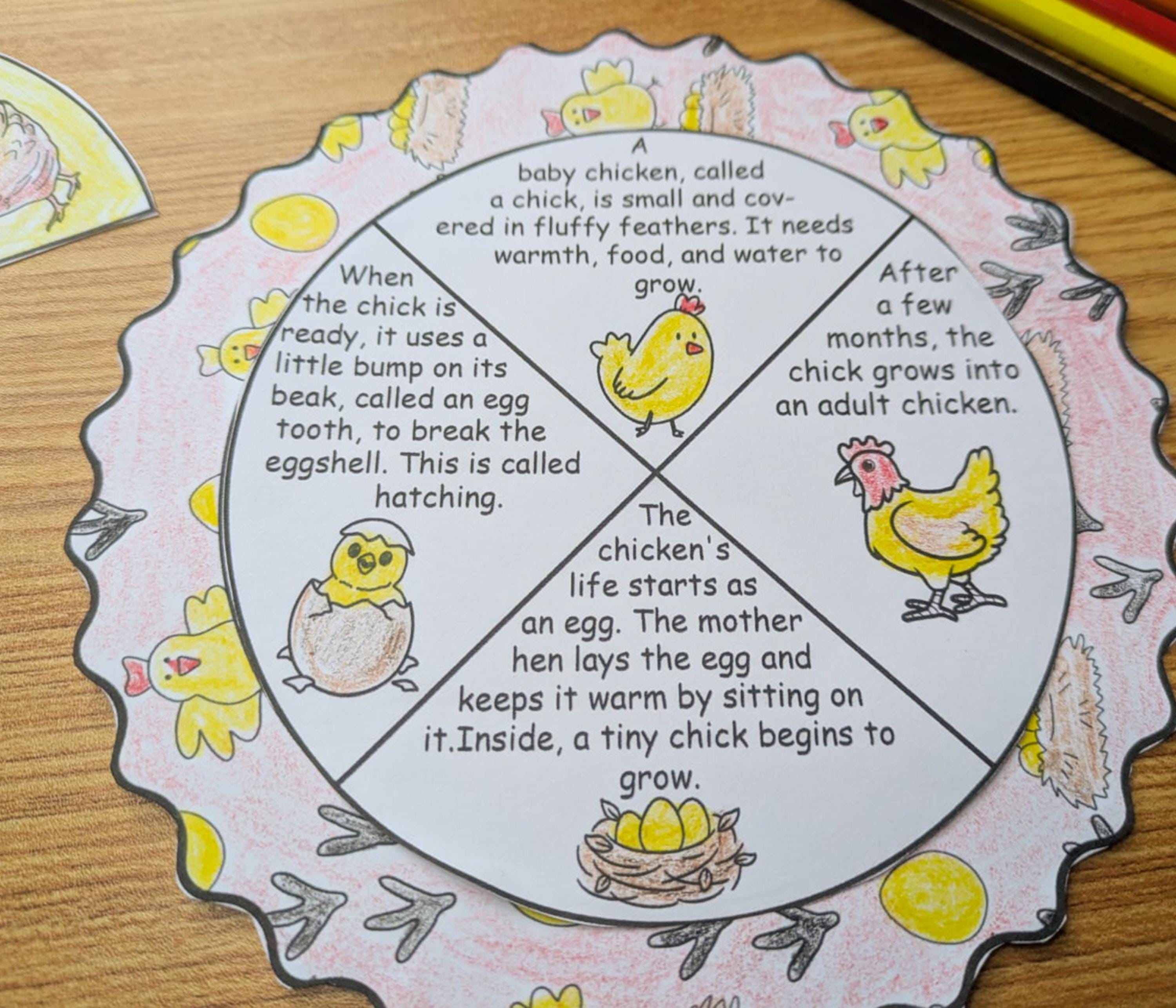 Life Cycle of a Chicken Wheel, Homeschool Science Unit Study ...