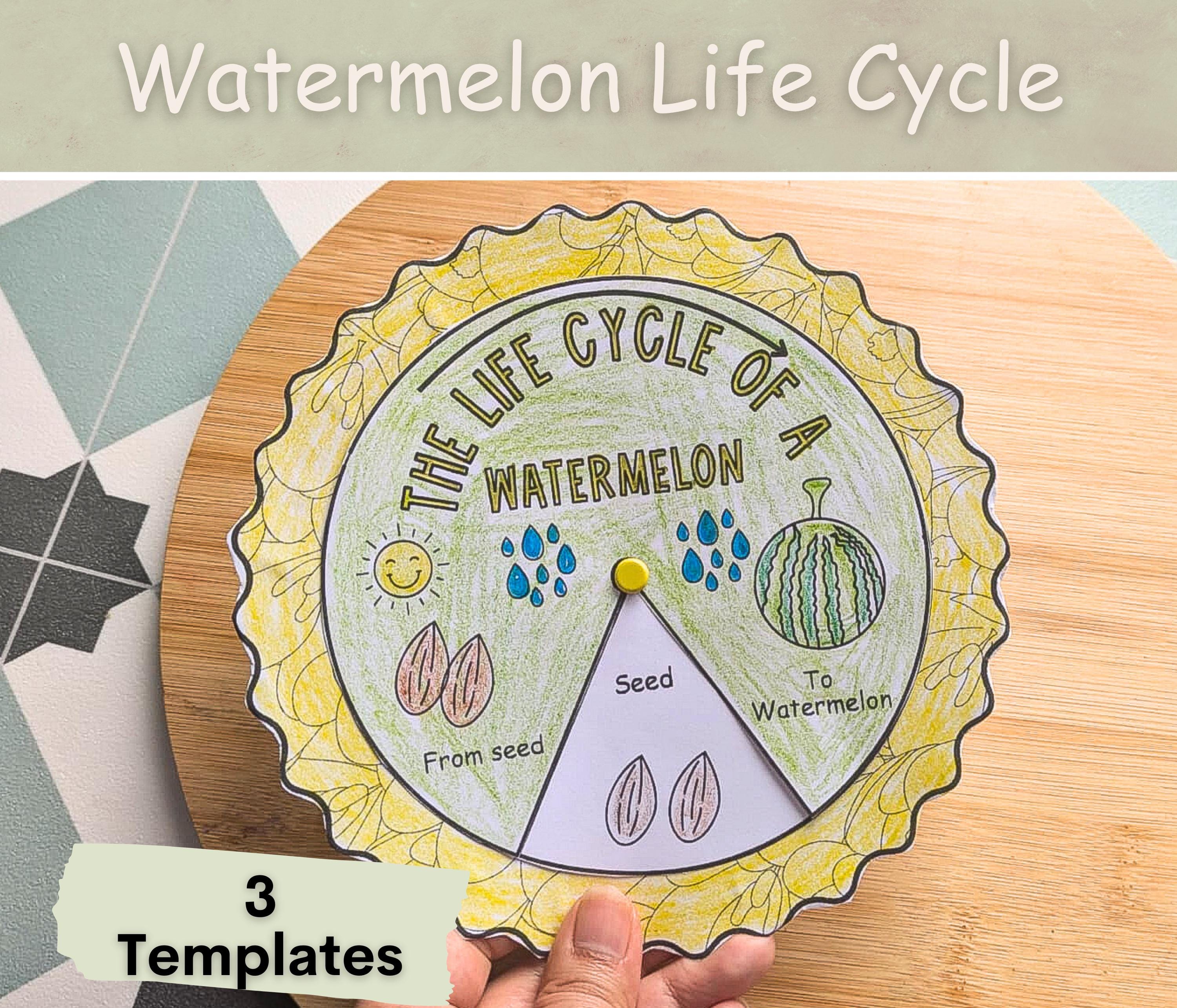 Life Cycle of a Watermelon, Plant Life Cycle Printable, Homeschool ...
