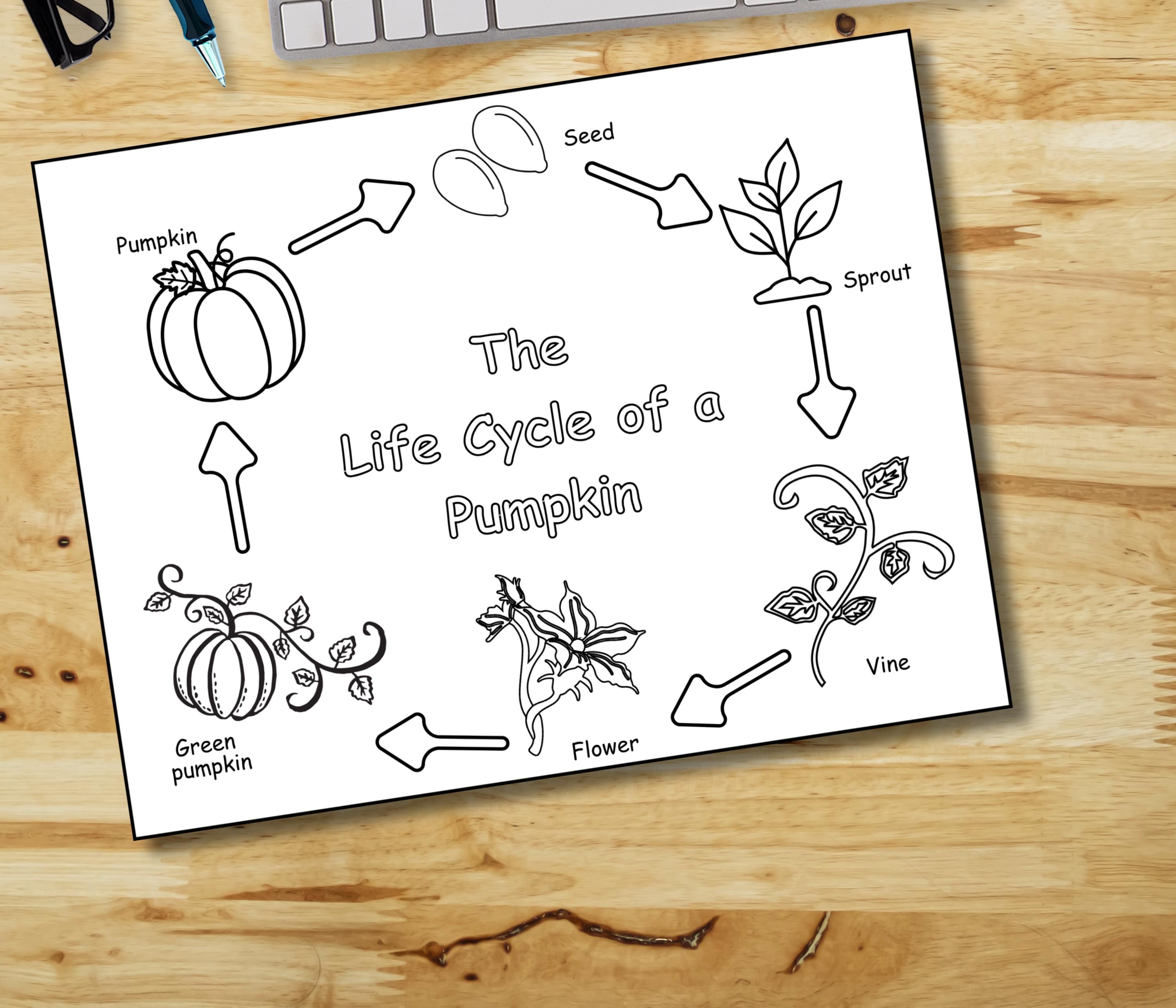 Life Cycle of a Pumpkin Foldable Activity for Kids, Cut and Paste ...