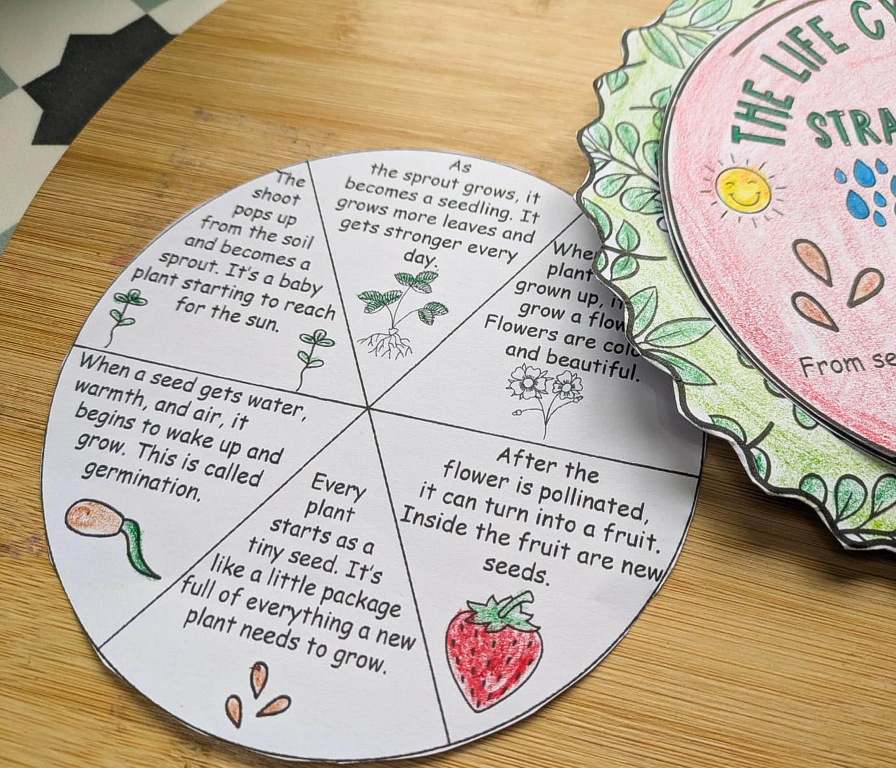 Life Cycle of a Strawberry, Homeschool Science Plant Unit Activity ...