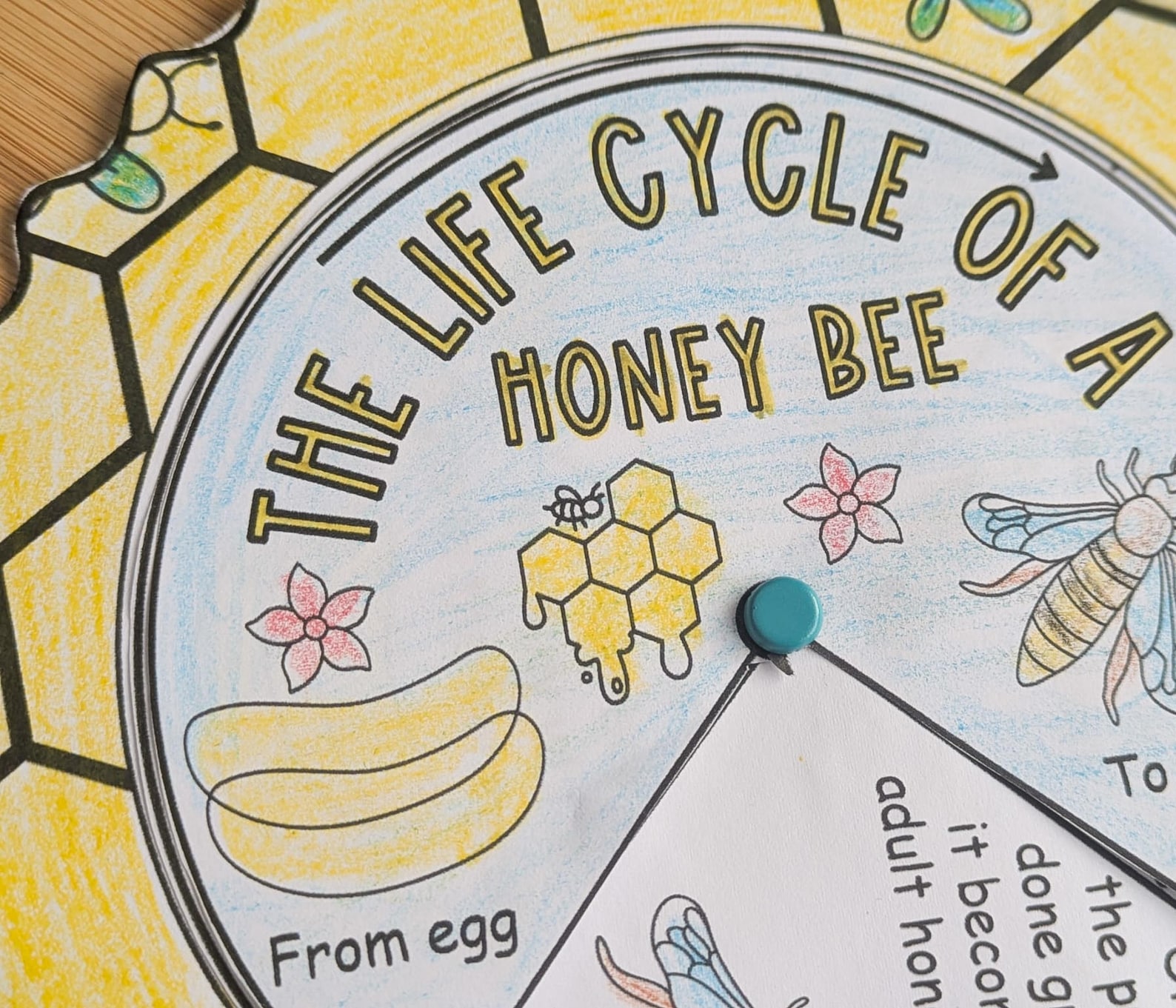 Life Cycle of a Honey Bee Wheel, Homeschool Science Unit Study ...