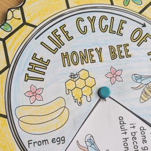 Life Cycle of a Honey Bee Wheel, Homeschool Science Unit Study ...