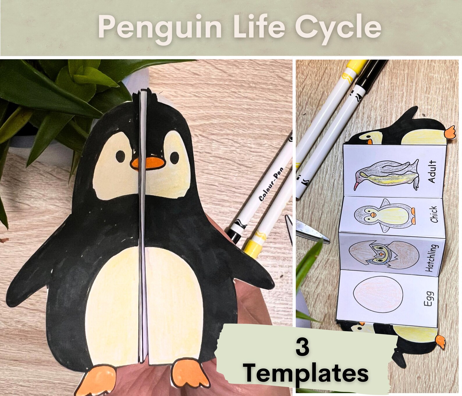 Penguin Life Cycle Foldable Activity, Sequencing With Picture Cards ...