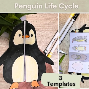 Penguin Life Cycle Foldable Activity, Sequencing With Picture Cards ...