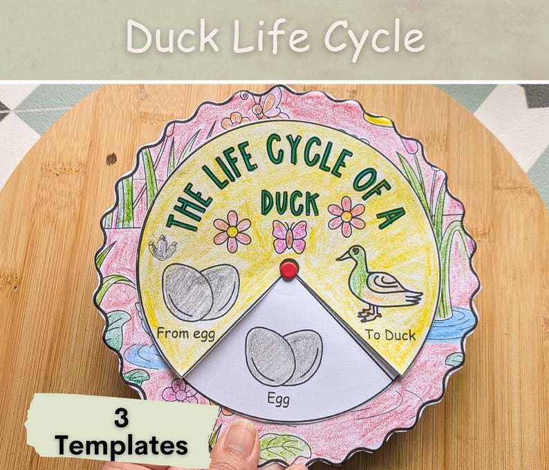 Life Cycle of a Duck Wheel, Kindergarten Unit Activity, Homeschool ...