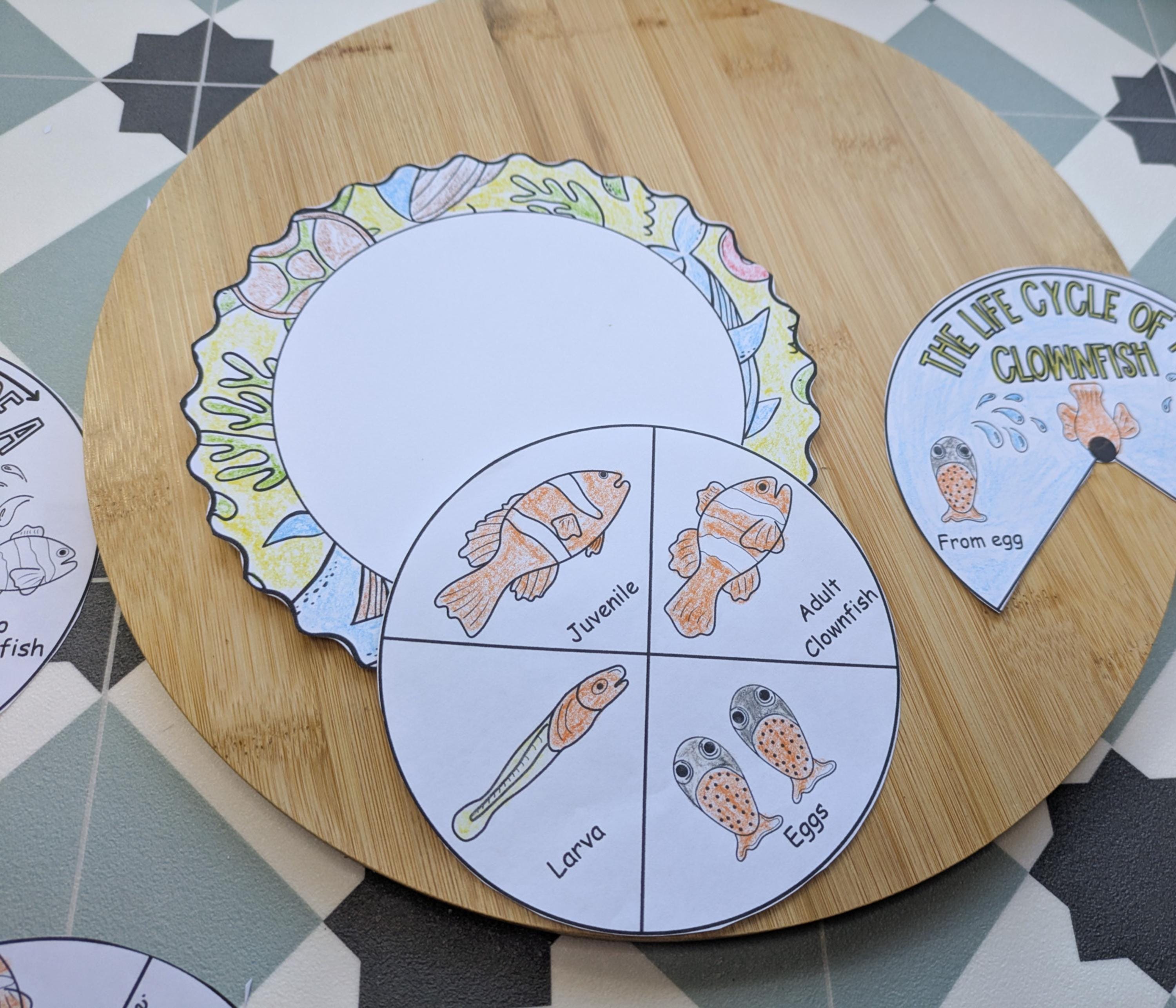 Life Cycle of a Clownfish Spinner Wheel, Sequence Activity for ...