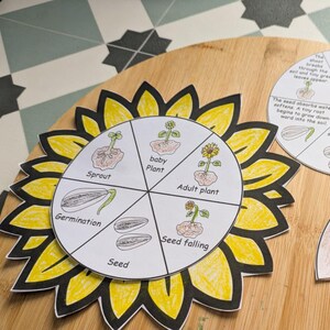 Life Cycle of a Sunflower Plant Spinner Wheel, Sequence Activity for ...
