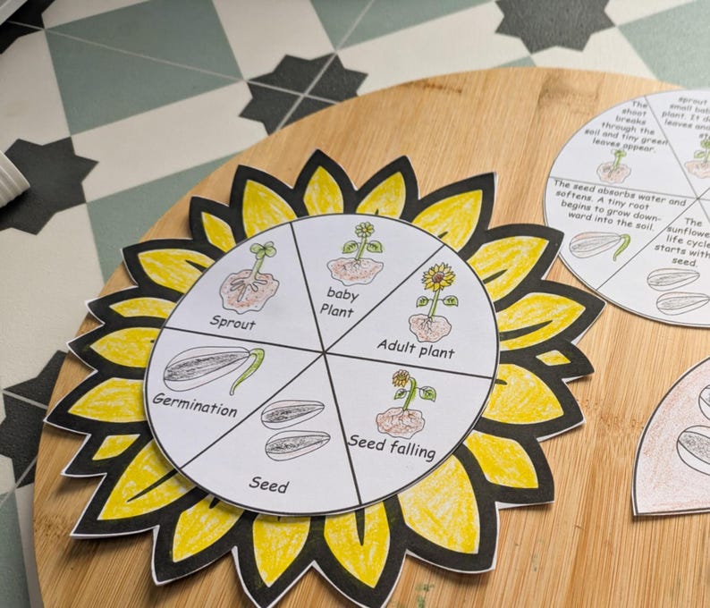 Life Cycle of a Sunflower Plant Spinner Wheel, Sequence Activity for ...