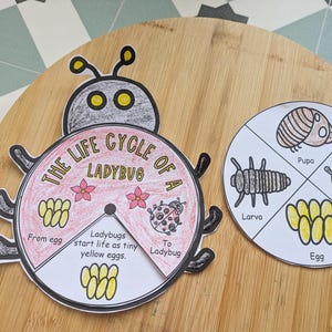 Life Cycle of a Ladybug Ladybird, Homeschool Science Curriculum ...