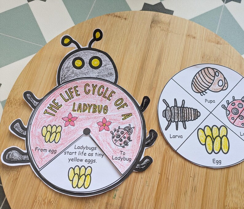 Life Cycle of a Ladybug Ladybird, Homeschool Science Curriculum ...