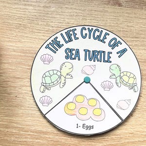 Life Cycle of a Sea Turtle Wheel, Homeschool Science Unit Activity ...