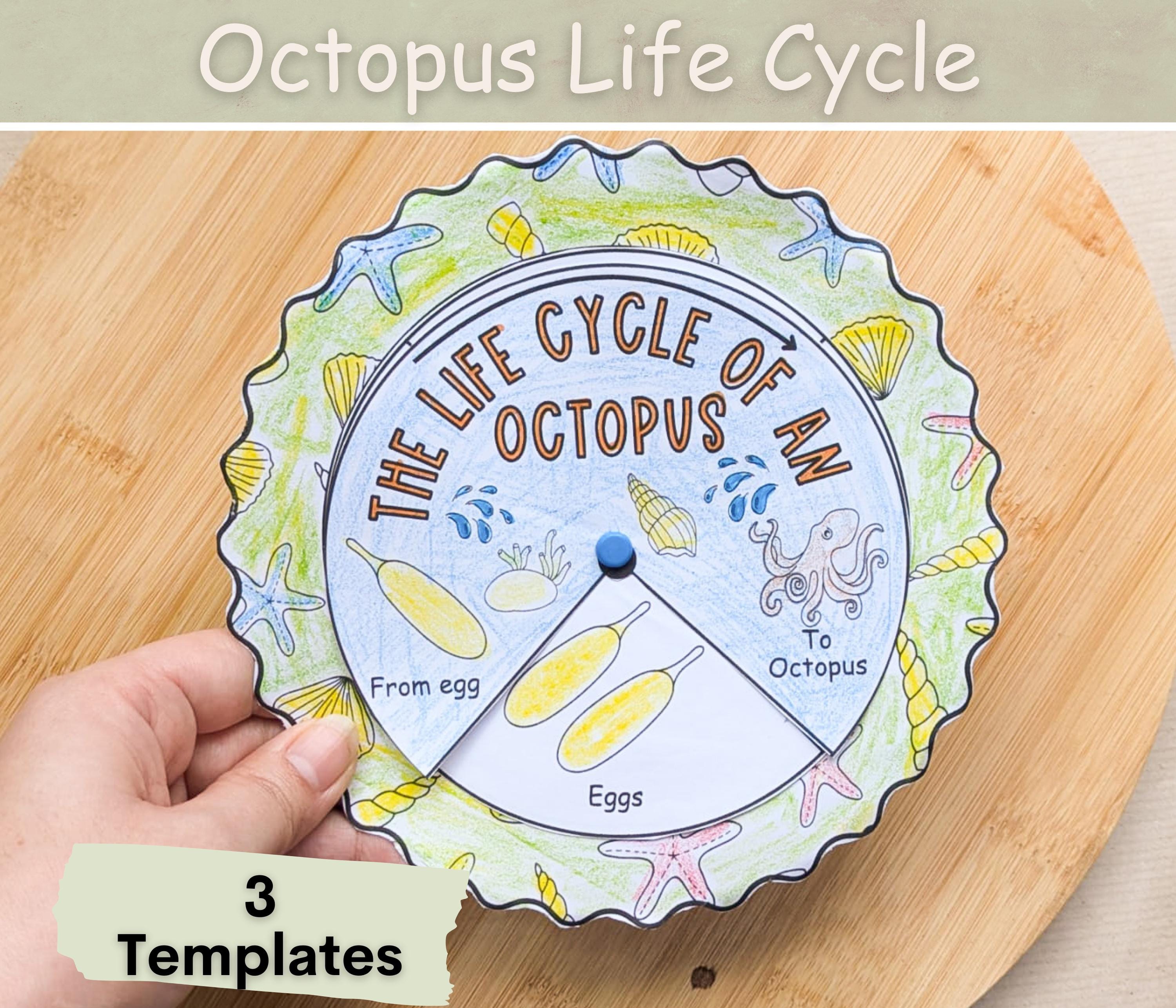 Life Cycle of an Octopus Wheel, Homeschool Science Unit Study ...