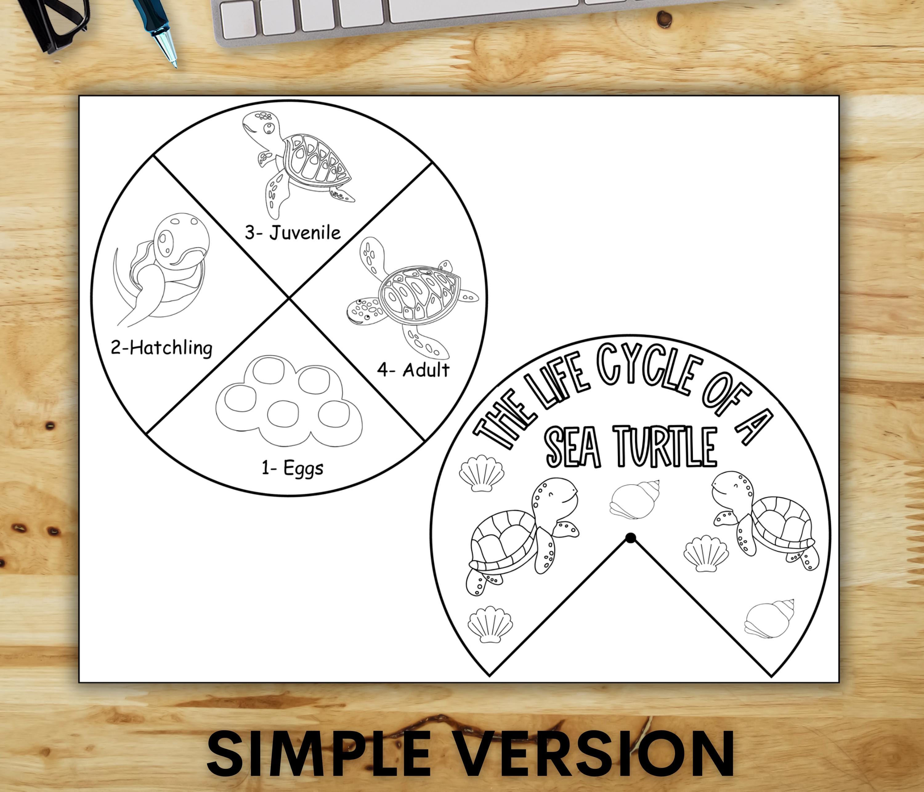 Life Cycle of a Sea Turtle Wheel, Homeschool Science Unit Activity ...