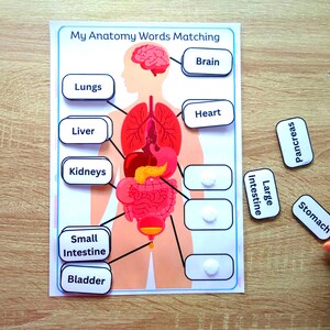 Human Anatomy Busy Book Page for Toddlers, Preschool Learning Toddler ...