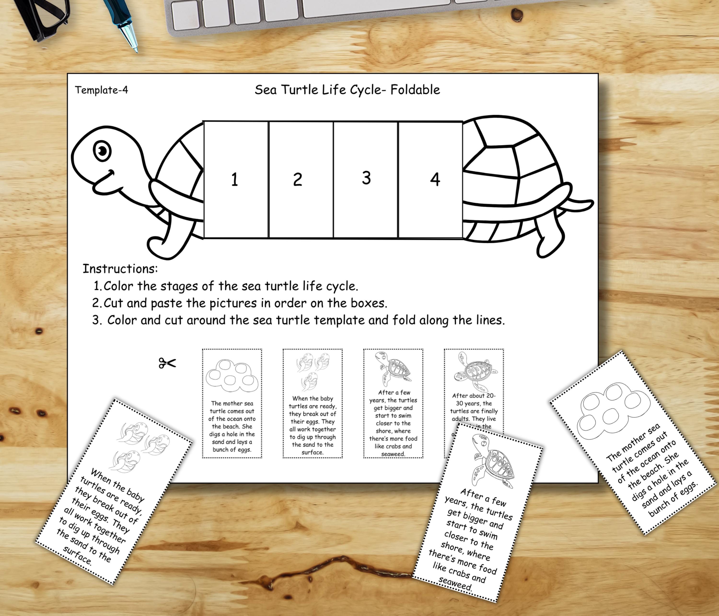 Life Cycle of a Sea Turtle Foldable Activity, Homeschool Science Unit ...