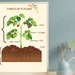 Parts of a Plant Educational Poster for Toddlers, Nature Homeschool ...