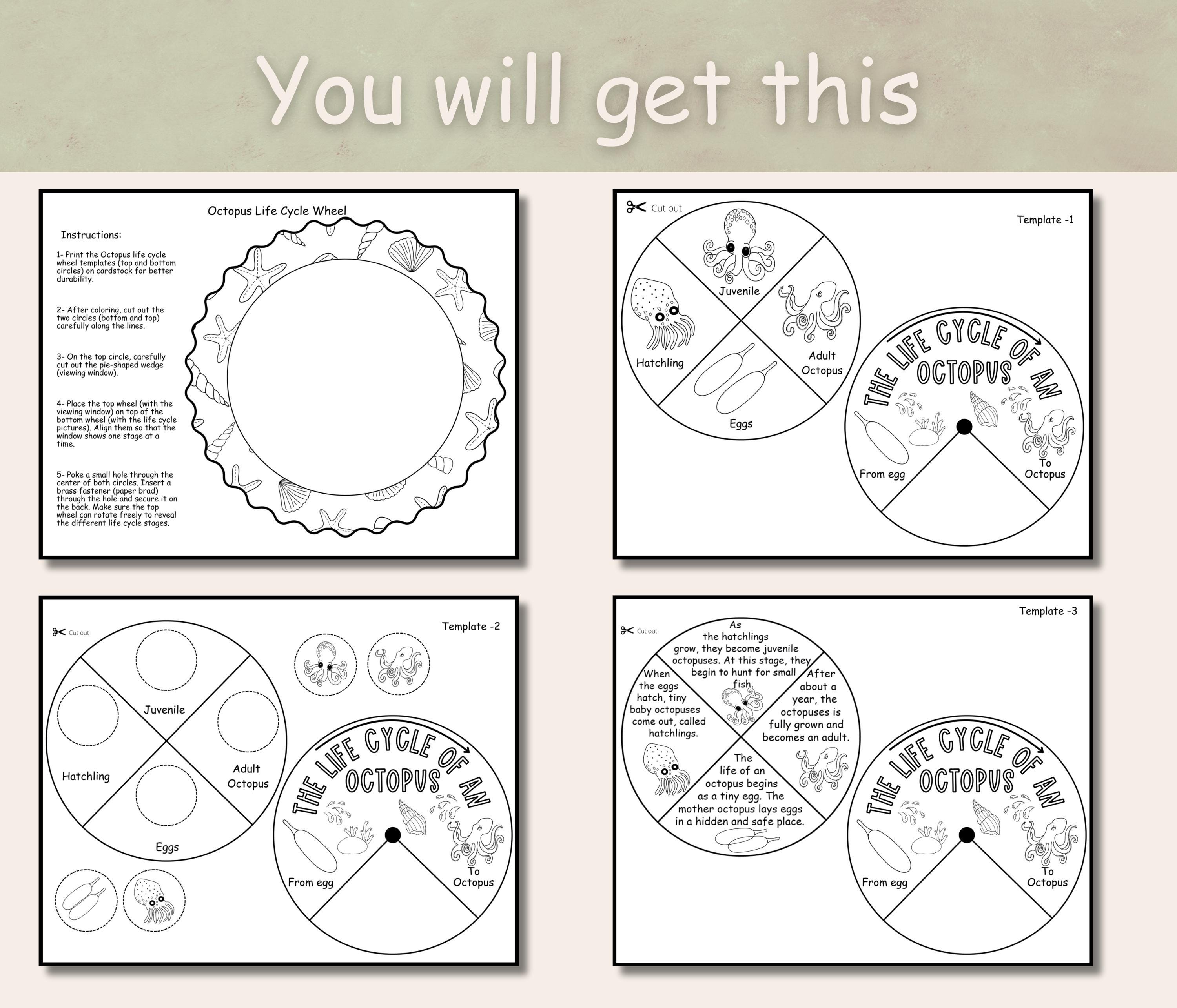 Life Cycle of an Octopus Wheel, Homeschool Science Unit Study ...