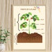 Parts of a Plant Educational Poster for Toddlers, Nature Homeschool ...