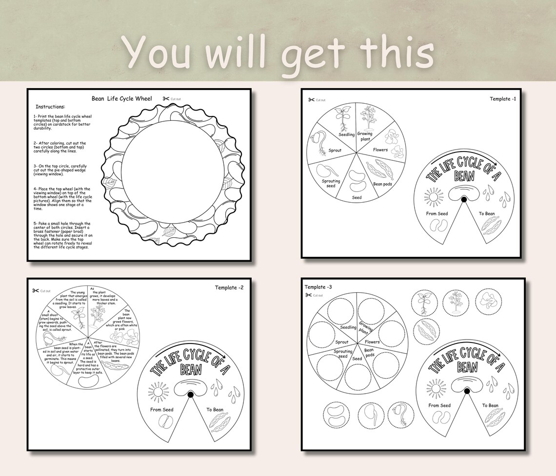 Life Cycle of a Bean Plant Spinner Wheel, Sequence Activity for ...
