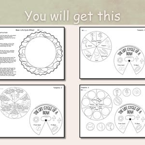 Life Cycle of a Bean Plant Spinner Wheel, Sequence Activity for ...