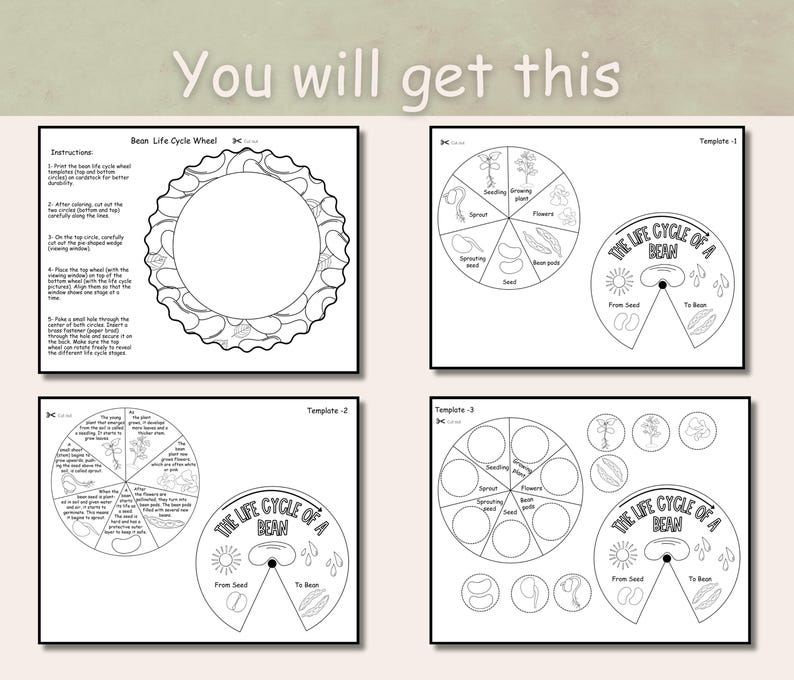 Life Cycle of a Bean Plant Spinner Wheel, Sequence Activity for ...