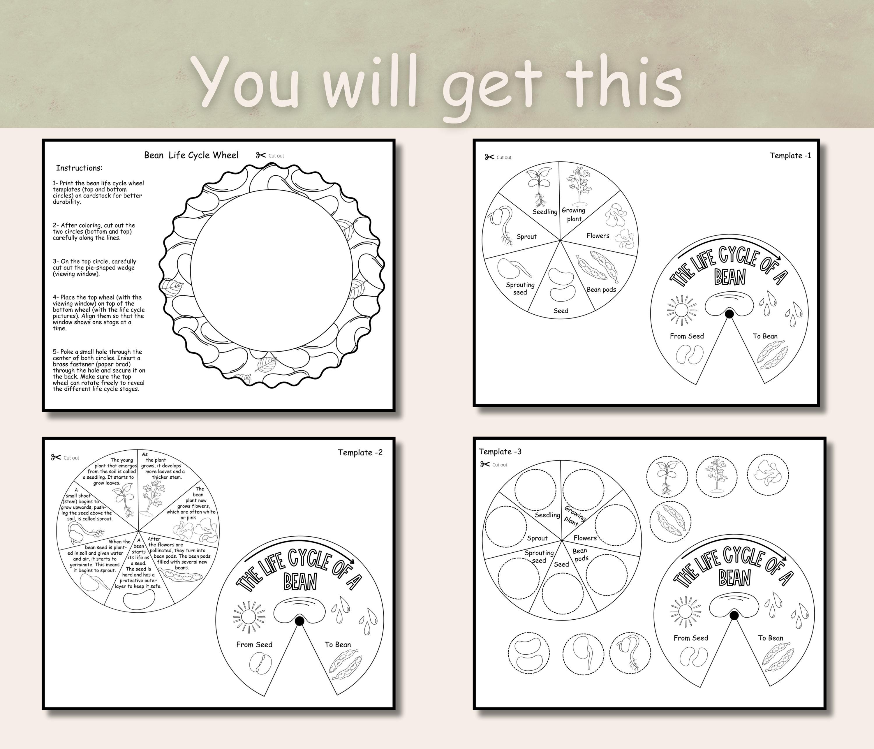 Life Cycle of a Bean Plant Spinner Wheel, Sequence Activity for ...