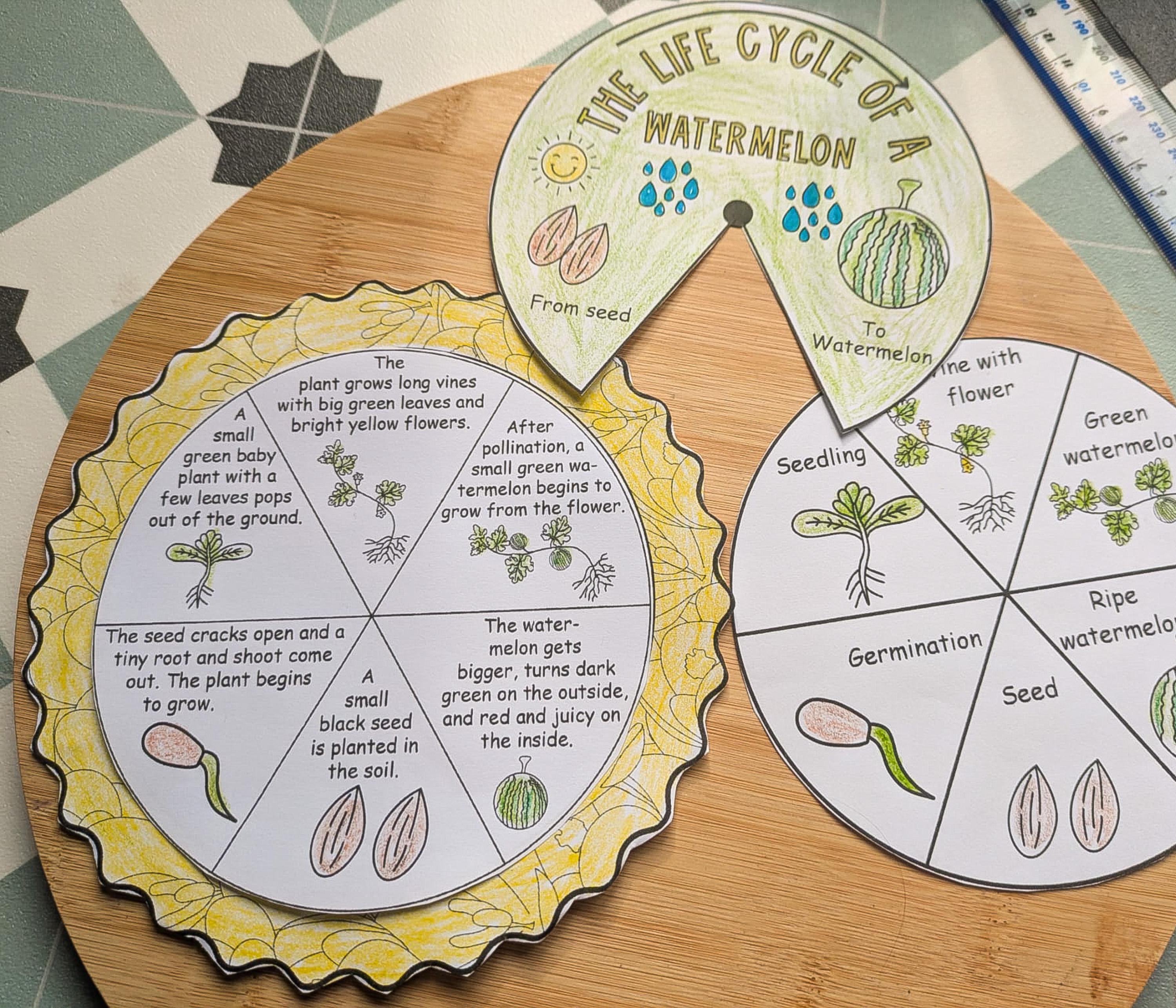 Life Cycle of a Watermelon, Plant Life Cycle Printable, Homeschool ...