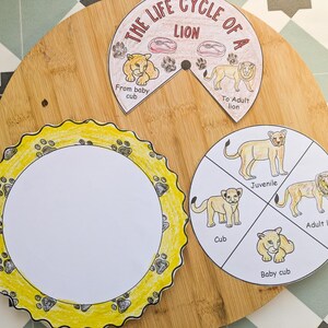 Life Cycle of a Lion Wheel, Homeschool Science Unit Study, Kindergarten ...