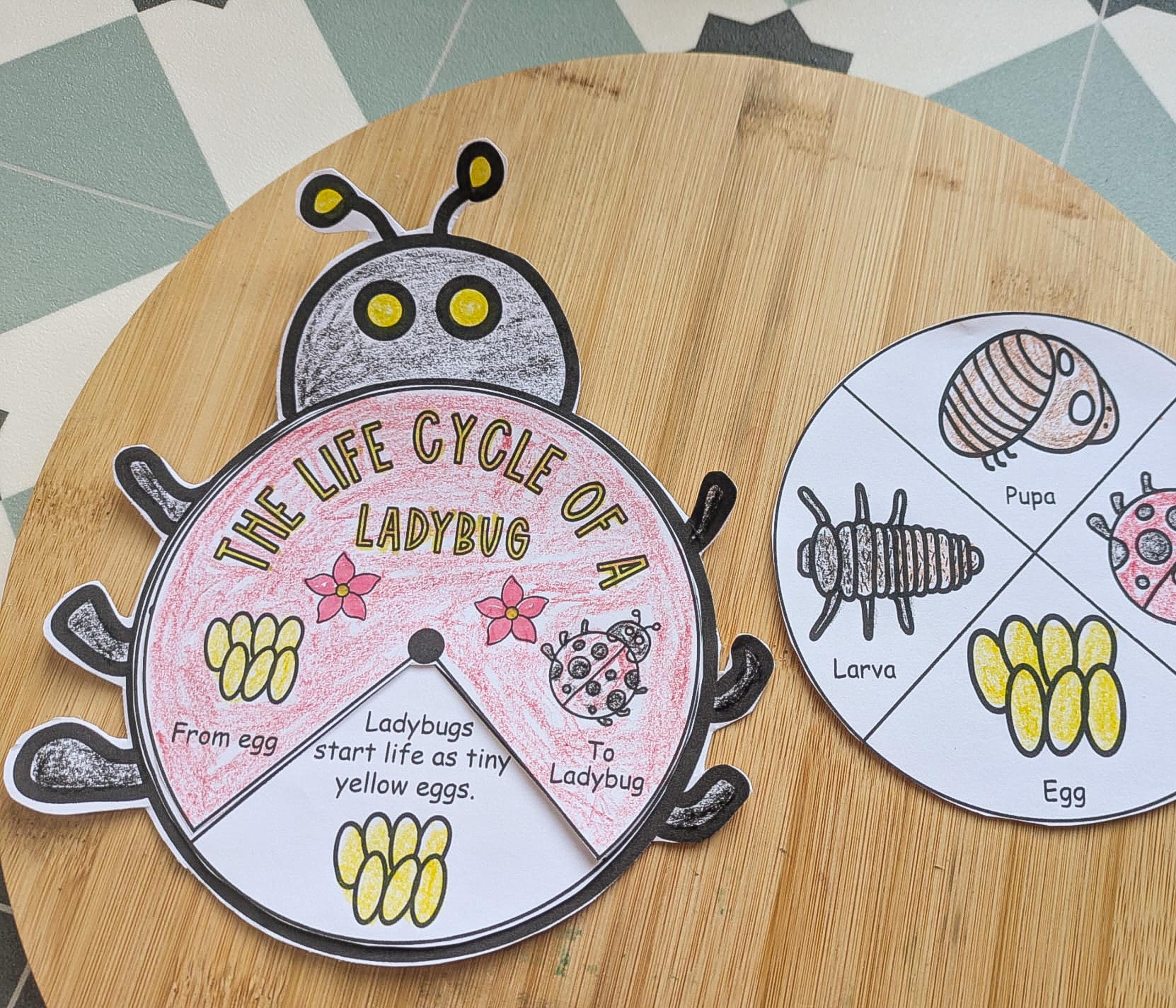 Life Cycle of a Ladybug Ladybird, Homeschool Science Curriculum ...
