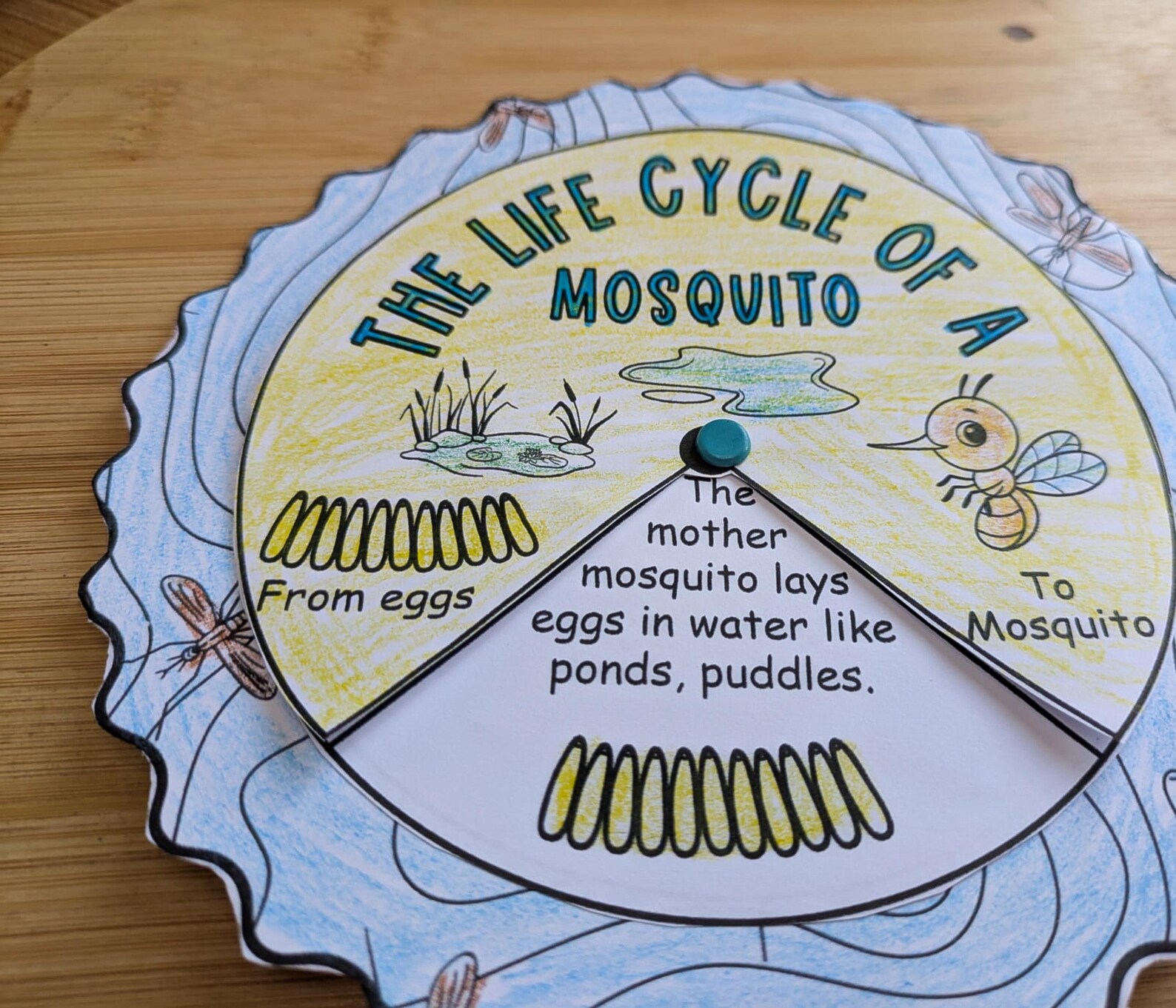 Life Cycle of a Mosquito Foldable Activity, Homeschool Science Unit ...