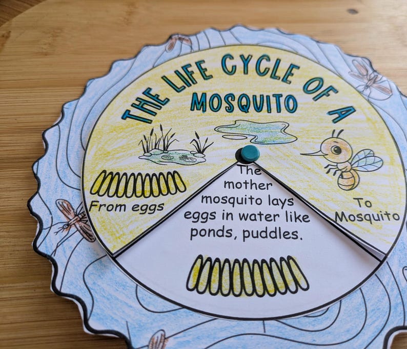 Life Cycle of a Mosquito Foldable Activity, Homeschool Science Unit ...