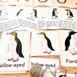 Penguin Unit Study, Life Cycle, Charlotte Mason Inspired Preschool, Winter Homeschool Science ...