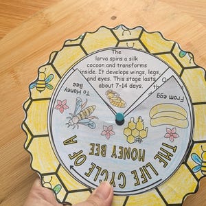 Life Cycle of a Honey Bee Wheel, Homeschool Science Unit Study ...
