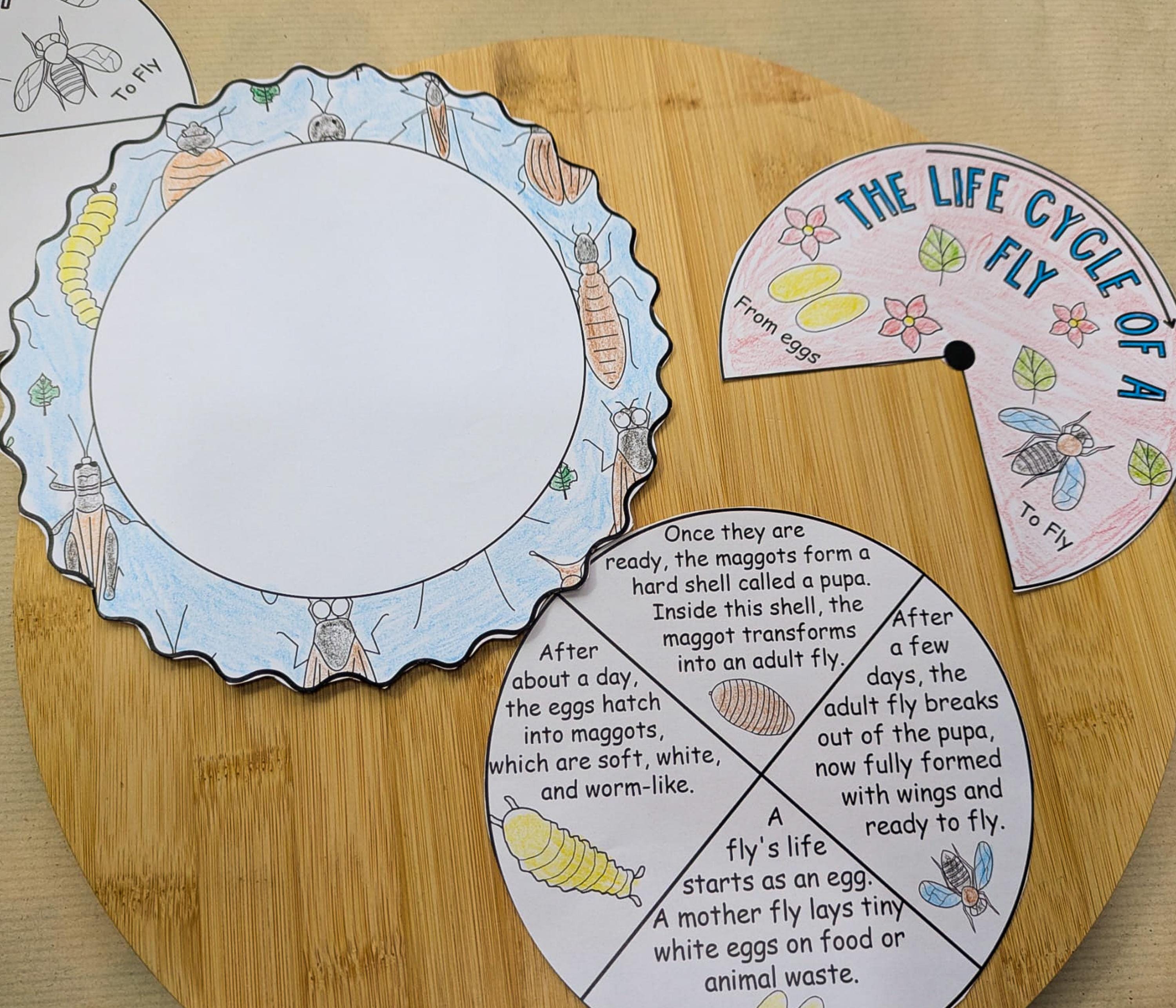 Life Cycle of a Fly Spinner Wheel, Homeschool Science Unit Activity ...